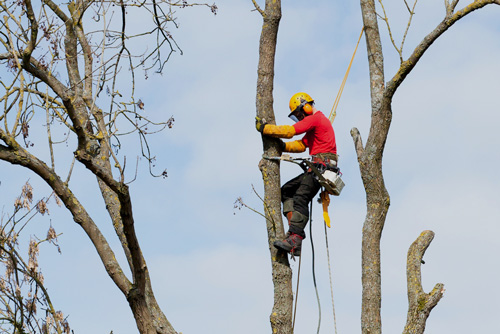 Elagage / Abattage – Déco Garden – Réalisations et entretiens d'espaces ...